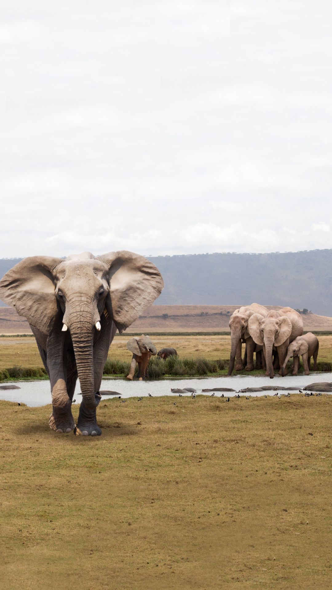Klimawandel trifft schutzlose Tiere