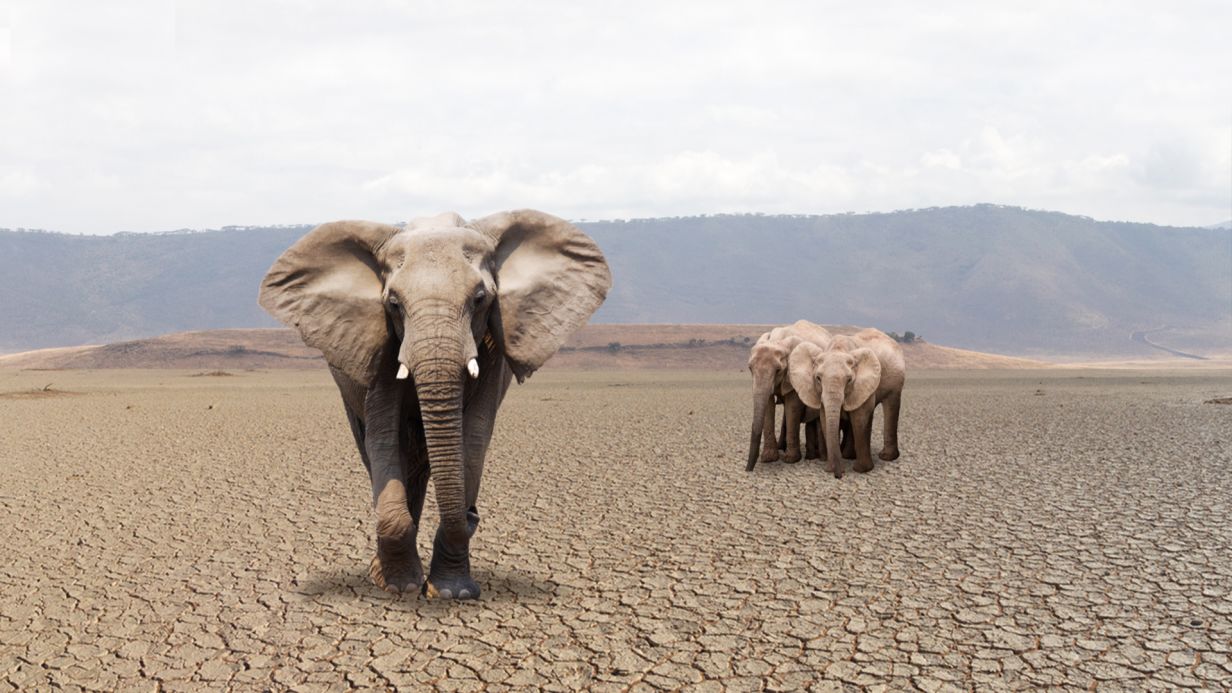 Klimawandel trifft schutzlose Tiere