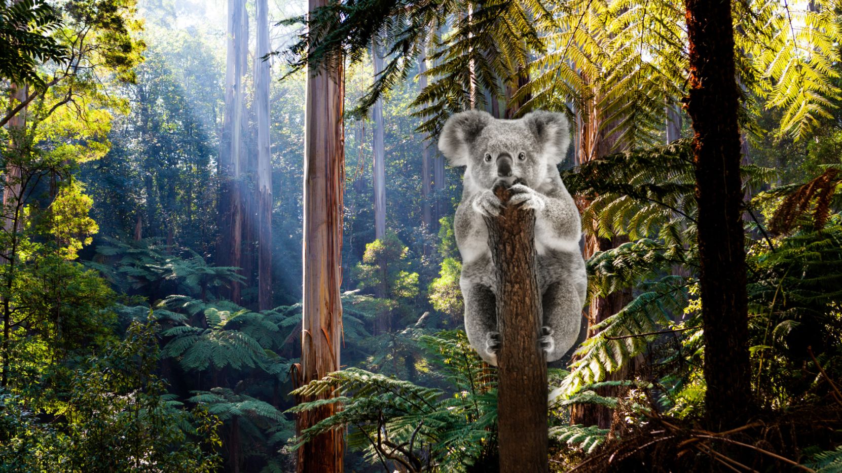 Klimawandel trifft schutzlose Tiere