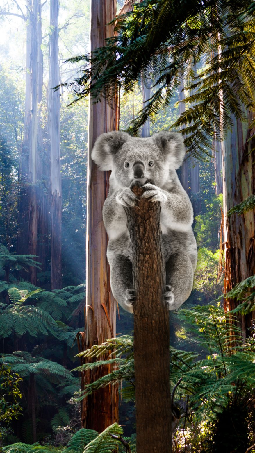 Klimawandel trifft schutzlose Tiere