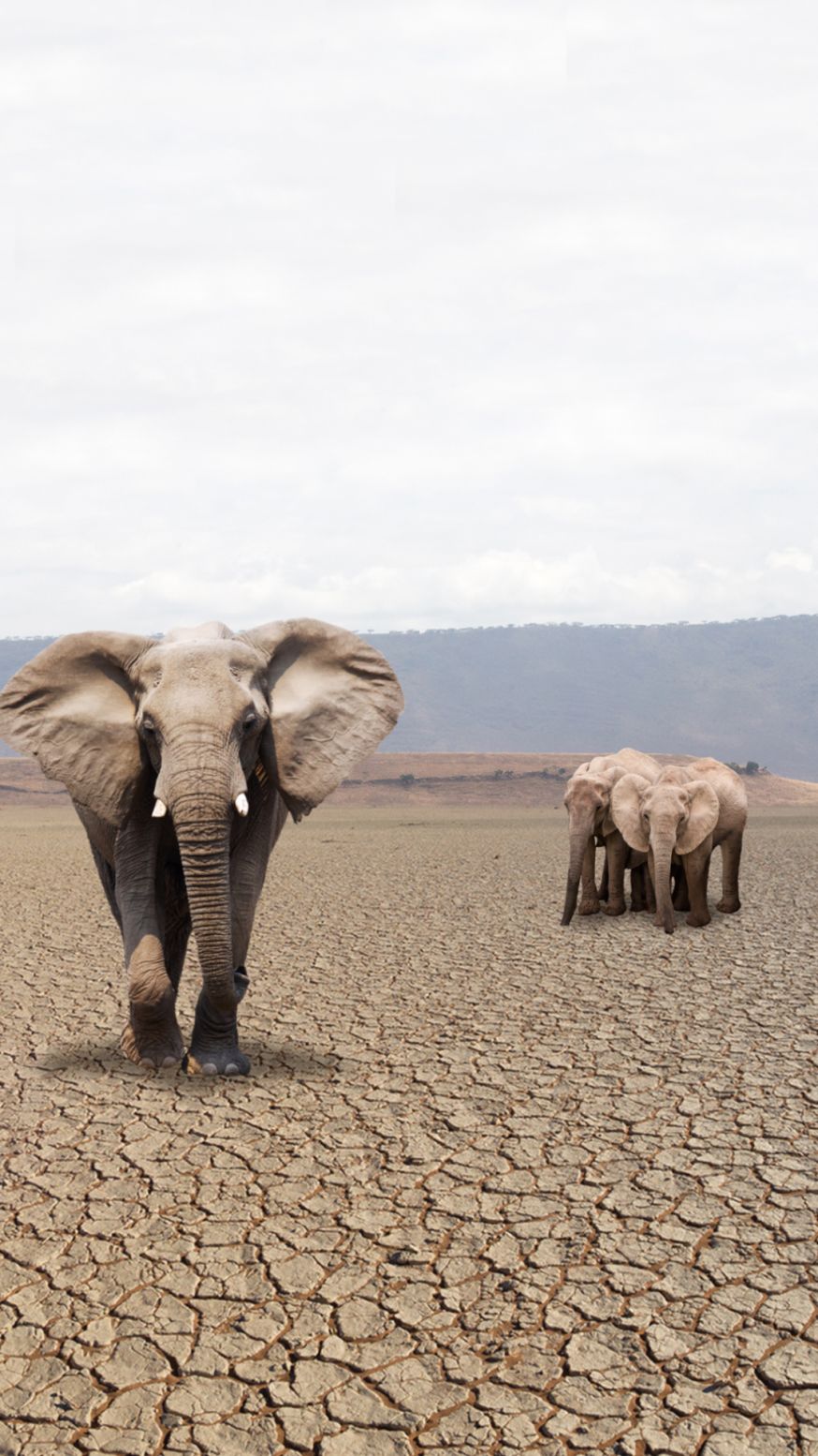 Klimawandel trifft schutzlose Tiere